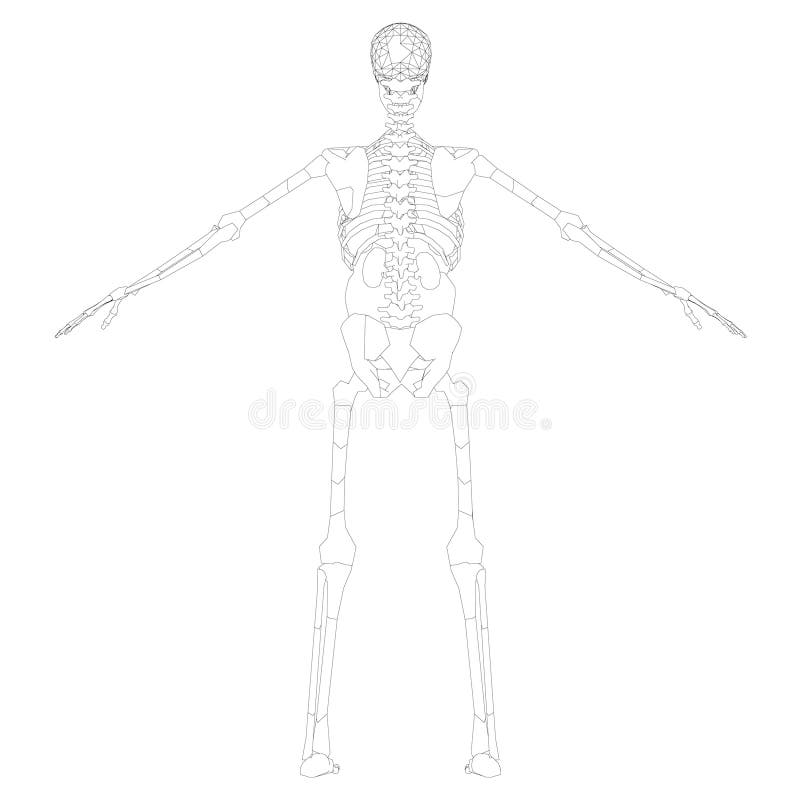 The Contour of the Human Skeleton with Raised Hands. Back View Stock ...