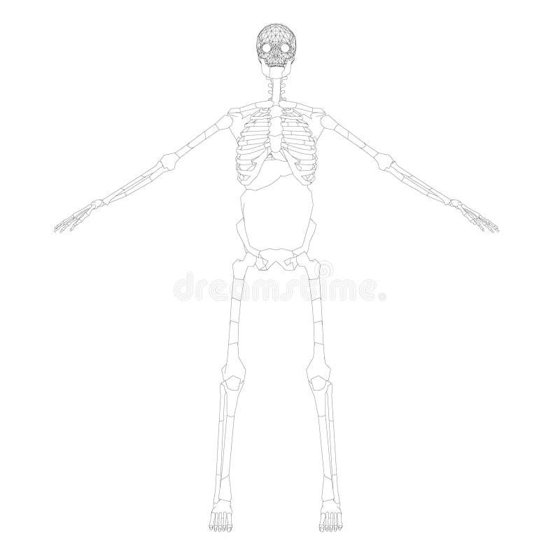 The Contour of the Human Skeleton with Raised Hands. Front View Stock ...