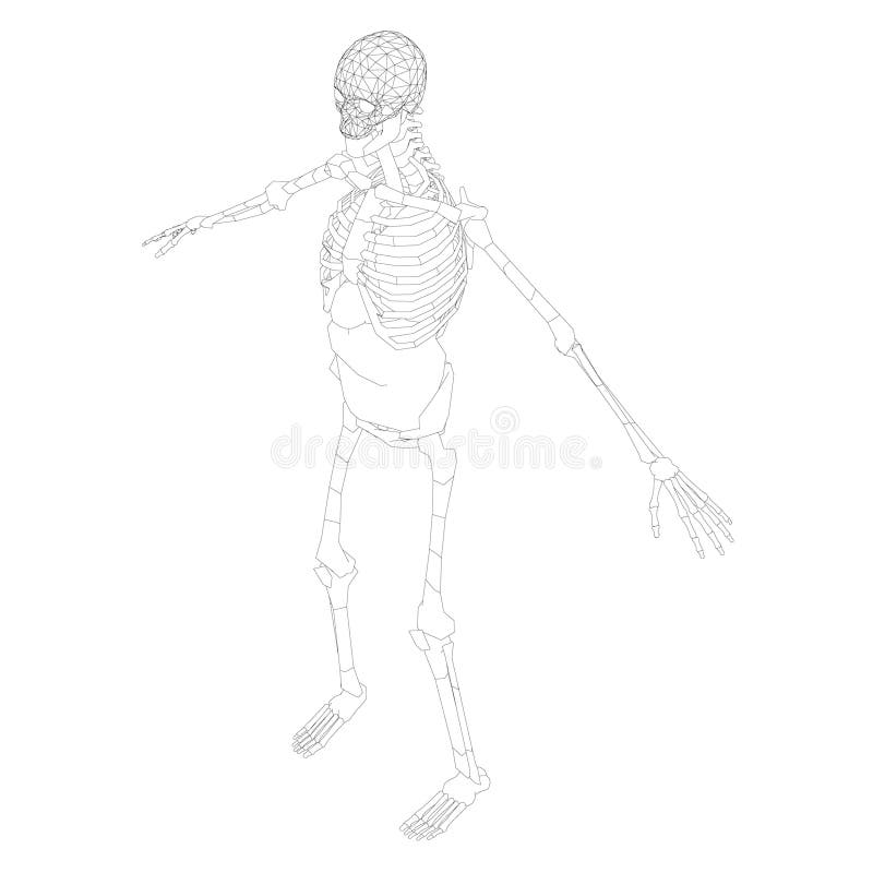 The Contour of the Human Skeleton with Raised Hands. Isometric View ...