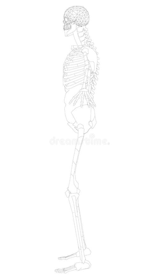 The Contour of the Human Skeleton with Raised Hands. Side View Stock ...