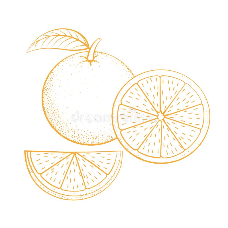 Contour Icon of Oranges on White Background Stock Vector - Illustration ...