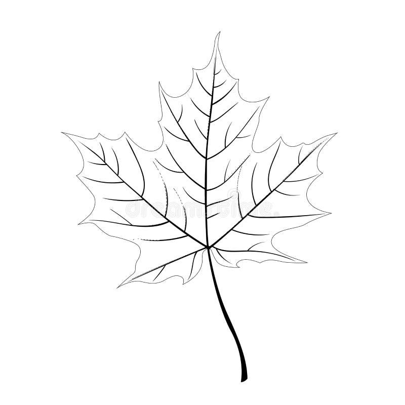 Contour Maple Leaf Isolated on a White Background. Autumn Element for ...