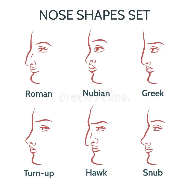 All different nose shapes - trainertery