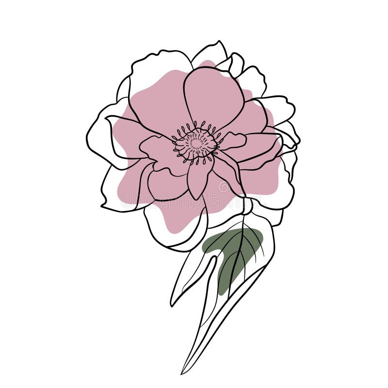 Contour Peony Flower. Vector Isolated Minimalistic Flower Stock ...