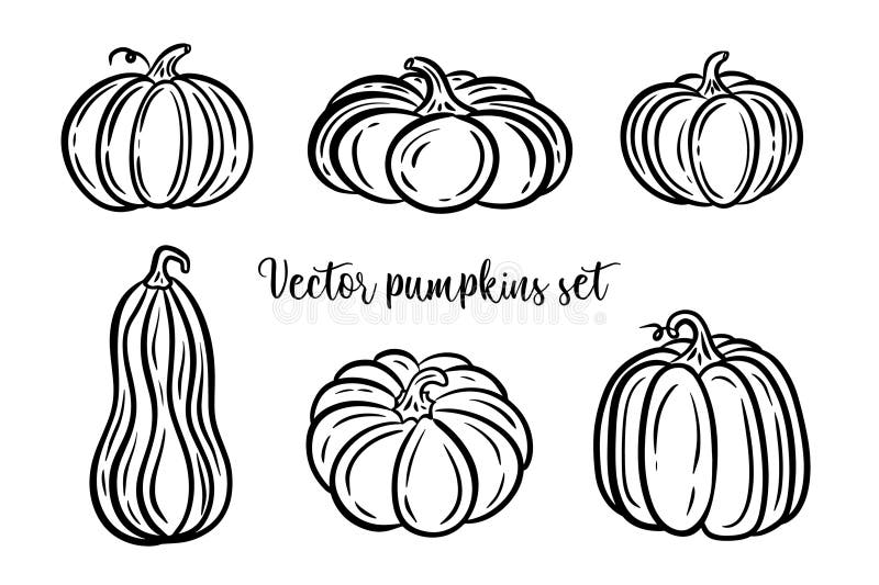 Contour of Pumpkins Collection, Vector Set Black Line Illustrations ...