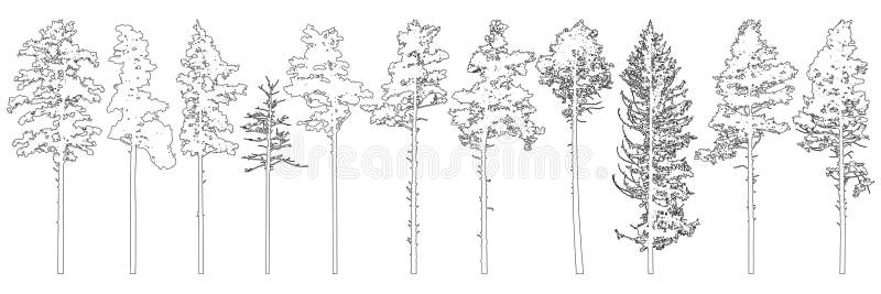 Contour of Tall Coniferous Trees, Set of Beautiful Pine Trees. Vector ...