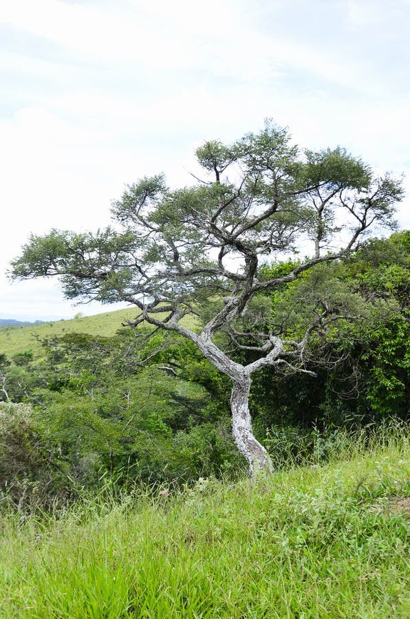 Contour of Tree Trunks in the Field Stock Image - Image of evergreen ...