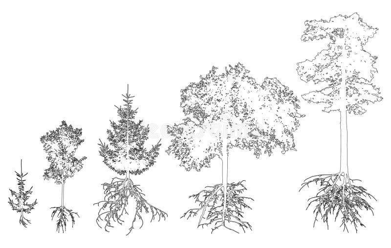 Set of Trees with Roots. Pine, Spruces, Oak with Rootage Stock Vector ... Set of Trees with Roots. Pine, Spruces, Oak with Rootage Stock Vector ...