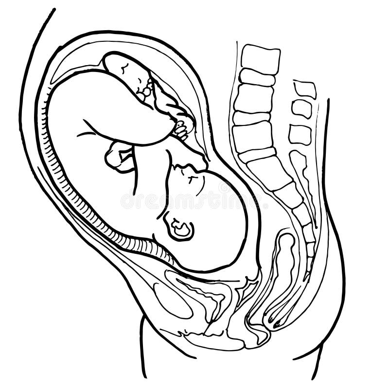 Embryo Fetus Drawing Stock Illustrations – 364 Embryo Fetus Drawing ...