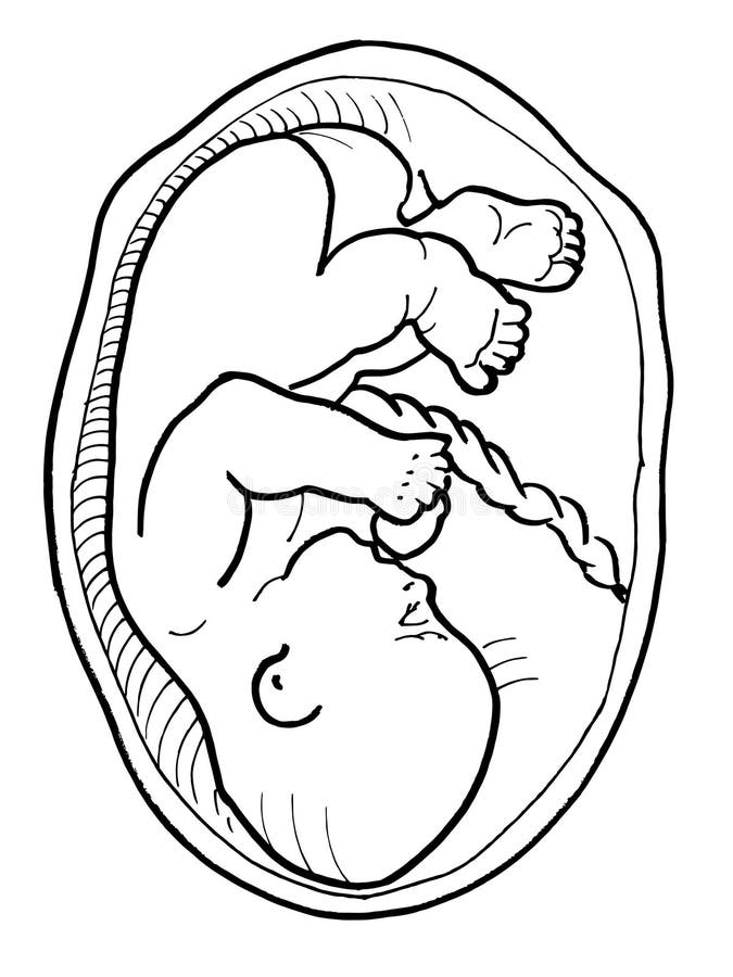 Human Fetus Drawing