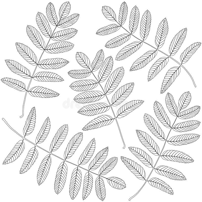 Contoured rowan leaves stock vector. Illustration of leaf - 67748192