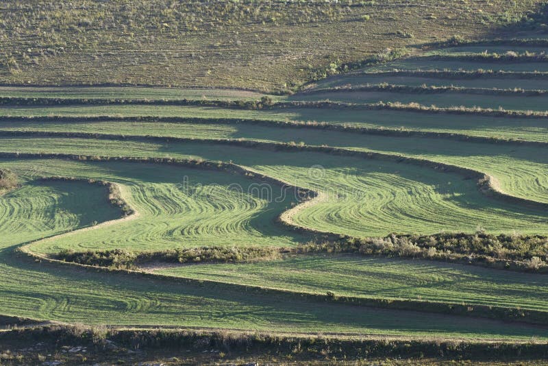 Contours stock photo. Image of green, ridges, shapes, irrigated - 2900800