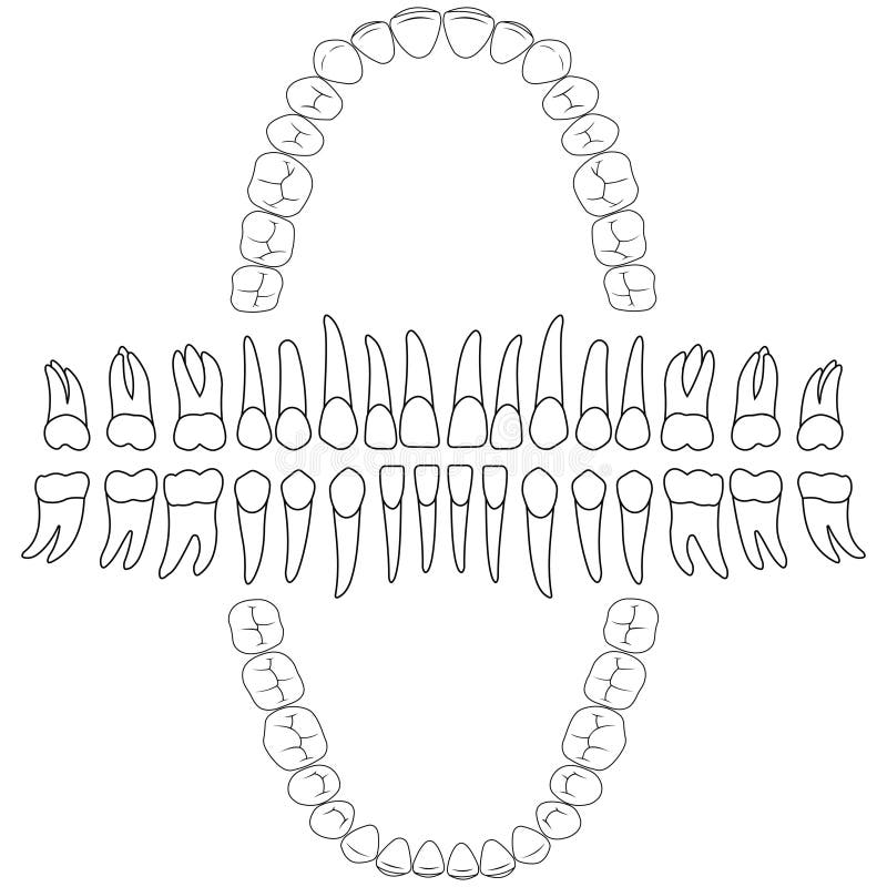 Human Dental Anatomy. Tooth Anatomy Numbering Infographics Stock Vector ...