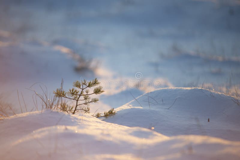 Winter Scene in Park stock photo. Image of kuressaare - 7253102