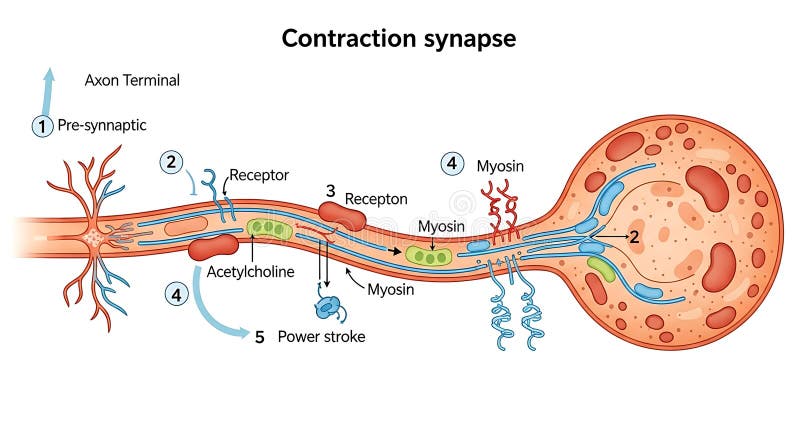 Pre Synaptic Axon Terminal Stock Illustrations – 5 Pre Synaptic Axon ...