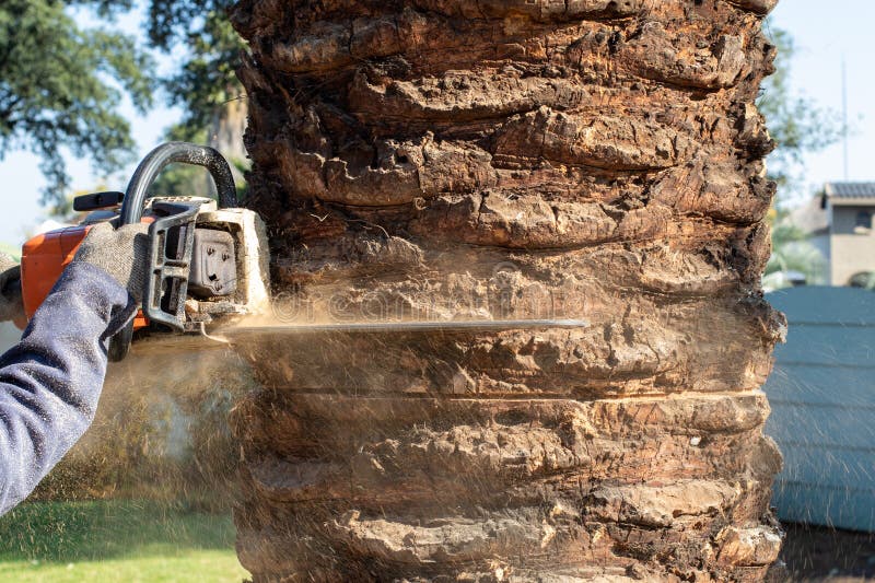 Cutting a Tree with a Chainsaw Stock Photo - Image of power, south ...