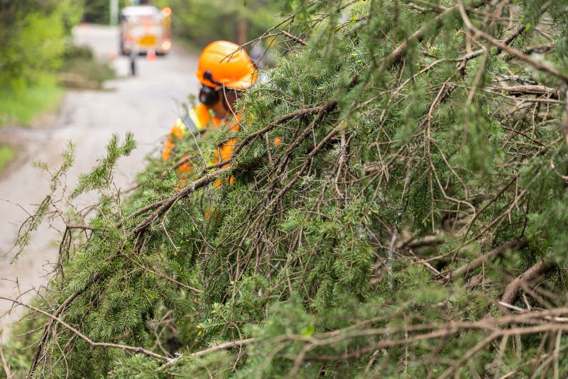 Contractors Clear Fallen Trees in Road Stock Photo - Image of ...