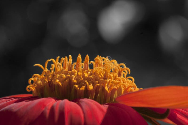 Slective Color Work Stock Photos - Free & Royalty-Free Stock Photos ...