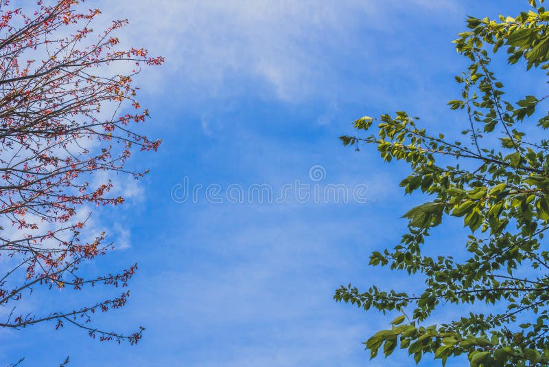 Contrast stock image. Image of nature, peace, save, perfect - 56215803