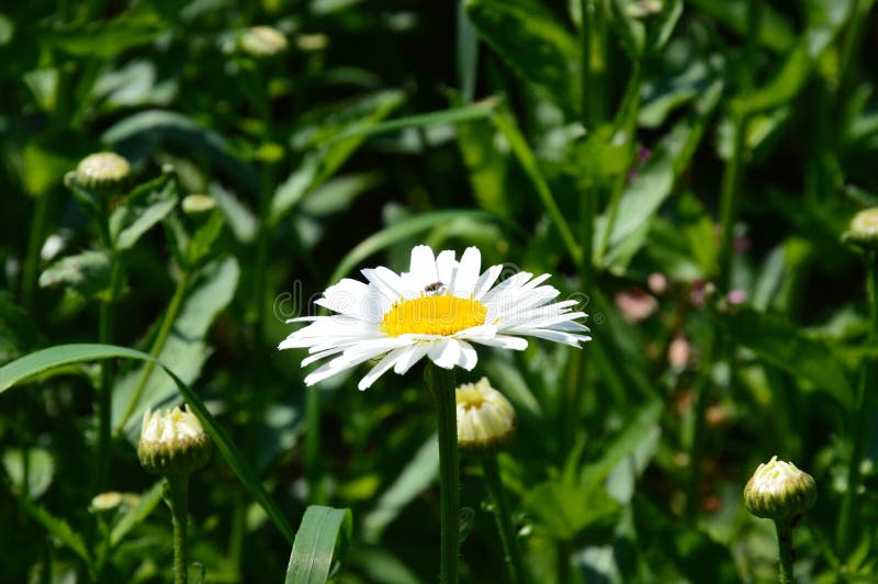 Contrast daisy stock image. Image of detail, daisy, background - 77045153