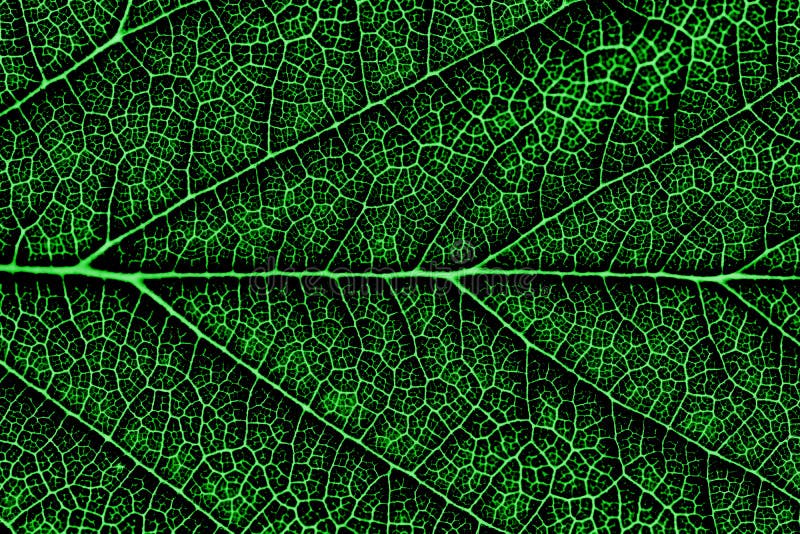Contrast Enhanced Abstract Close Up of Leaf with Ribs, Veins and ...