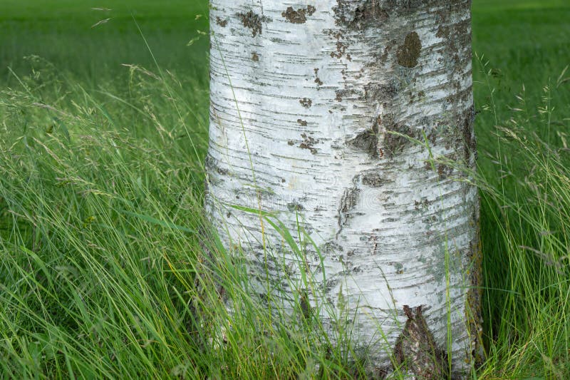 Contrast of Green Grass Against the White Bark of a Birch Tree Stock ...