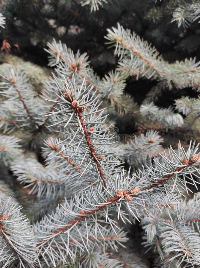 Contrast in one tree stock photo. Image of plant, freezing - 238227982