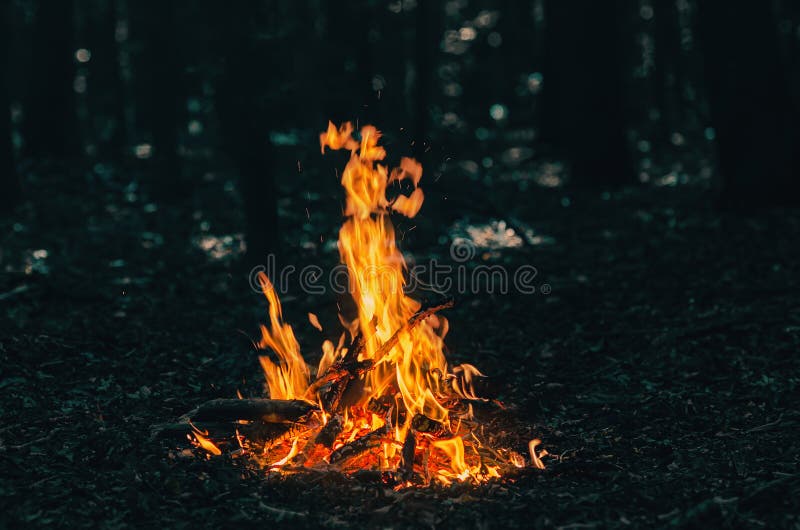 Contrast Photo of Bright Fire Against a Background of Dark Trees ...