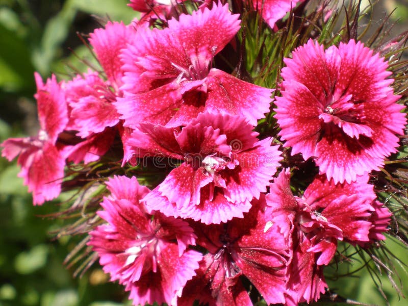 New Contrast Pink Glitter Texture for Your Perfect Creative Holiday ...