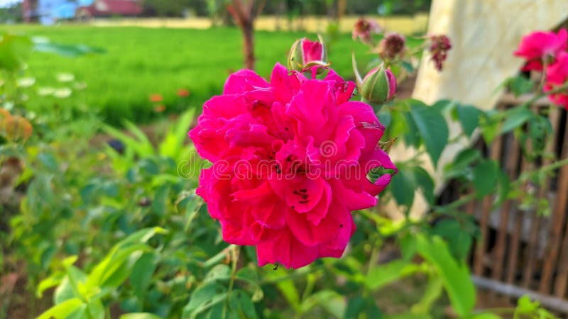Contrast Red Roses Flower Bud Stock Photo - Image of pink, roses: 266068516