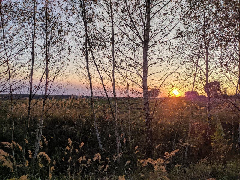 In Contrast To the Blue Sky, the Setting Sun and the Forest are ...