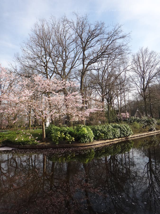 Tree Full of Blossom Flower by the Riverside Stock Image - Image of ...