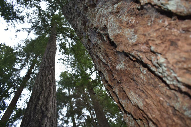 Magnificent Tree in the Forest Stock Photo - Image of natural, contrast ...