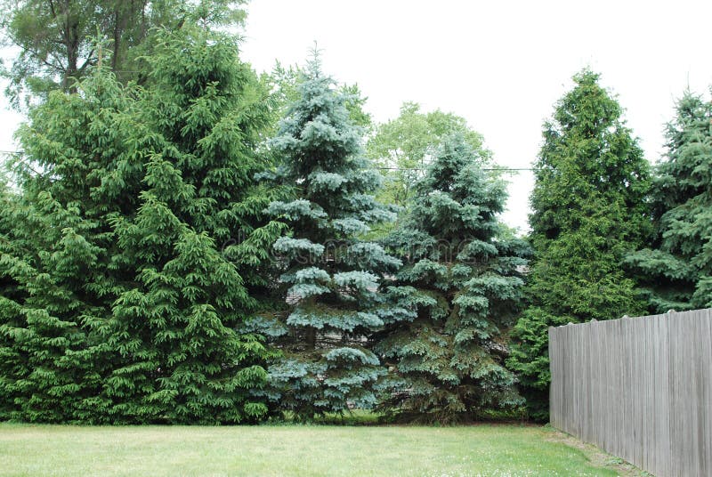 Different Shades of Green among Evergreens. Stock Photo - Image of dark ...