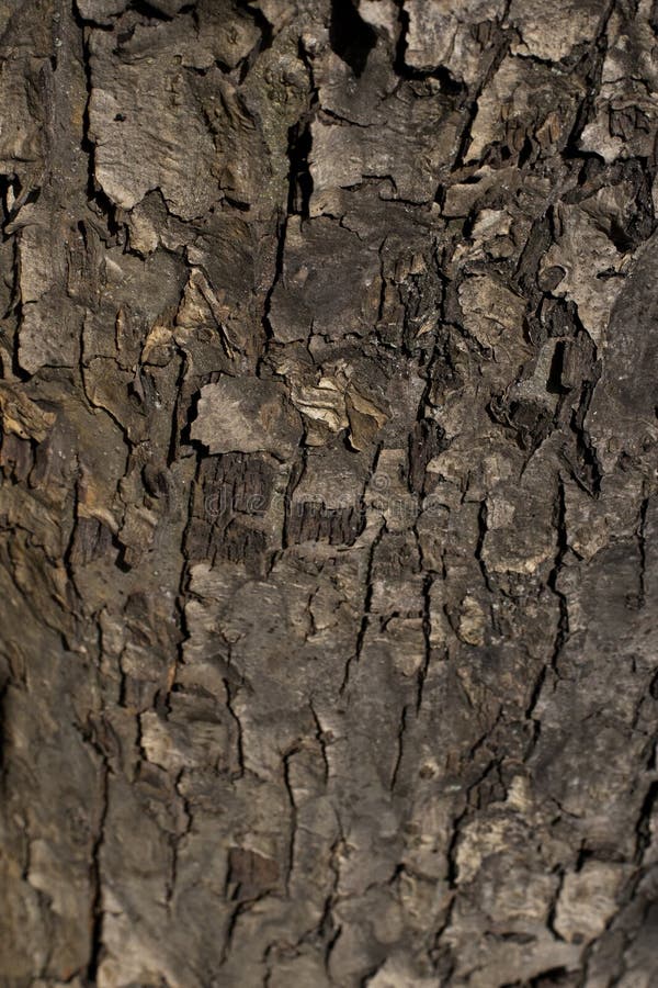 Contrasting Texture from the Bark of an Old Apple Tree Stock Photo ...