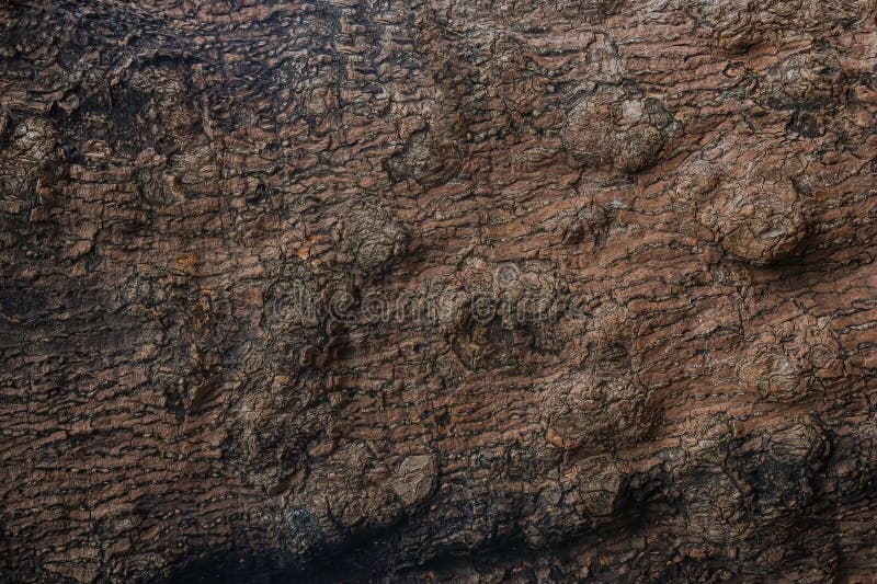 Contrasting Wood Texture for Intro or Background Stock Image - Image of ...