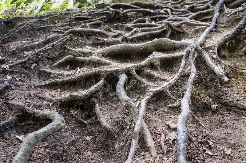 Tangled tree roots stock image. Image of aerial, philippines - 20441597