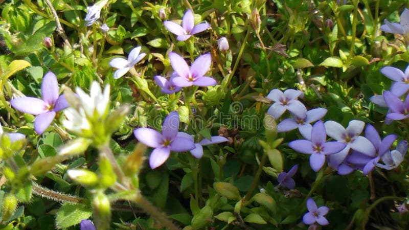 Blue Start Creeper Flowers Contrasts Shadow Light Stock Photo - Image ...