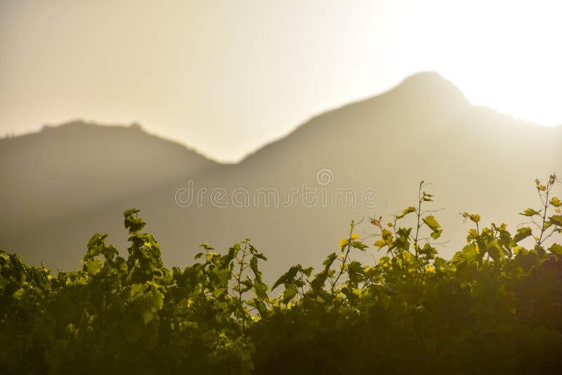 Grapevine Tops Stock Photos - Free & Royalty-Free Stock Photos from ...