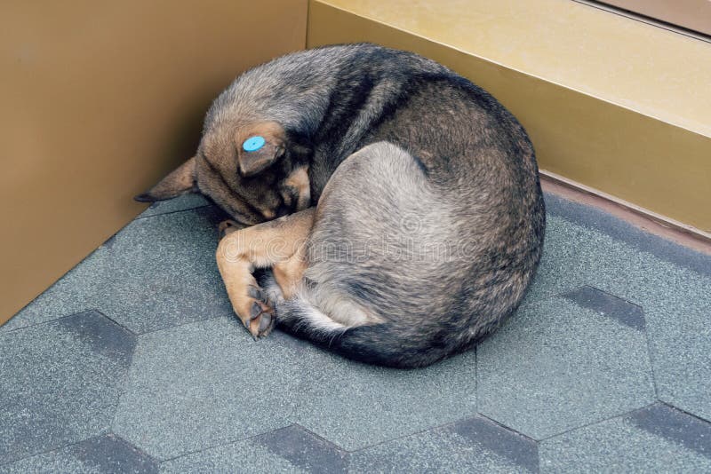 Control of the Population of Stray Animals. Stock Photo - Image of ...