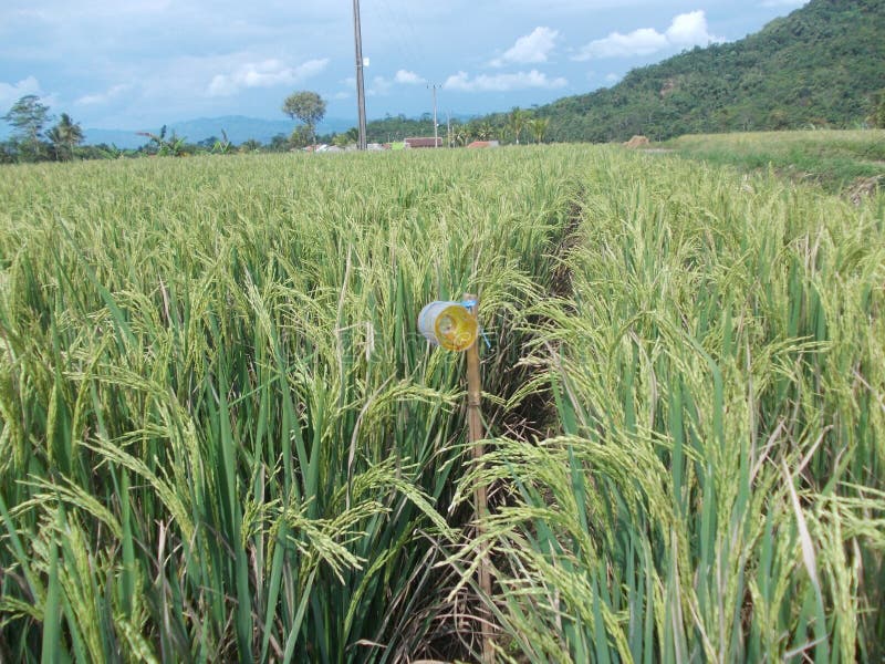 Installing Pasture Fences Stock Photos - Free & Royalty-Free Stock ...