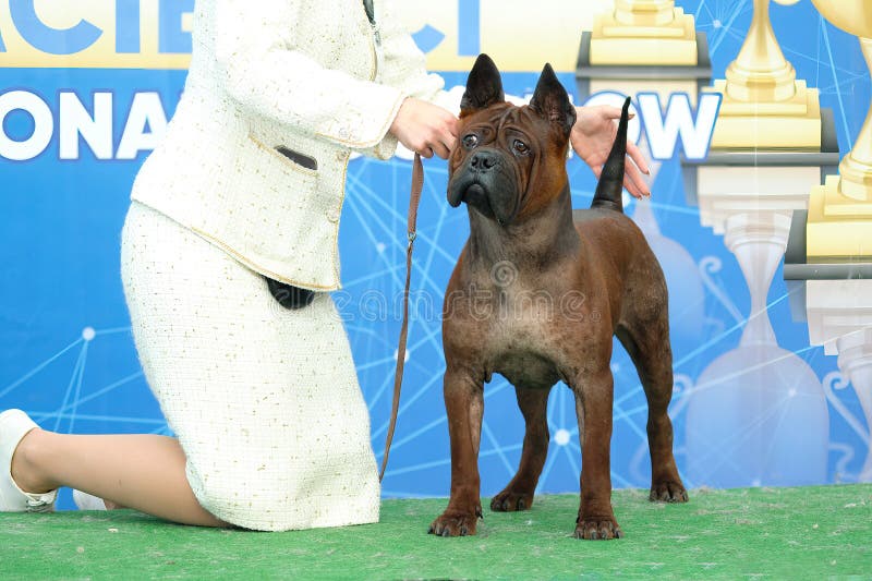 Controlador Pone El Chongqing De Perro En El Show De Perros Foto de ...