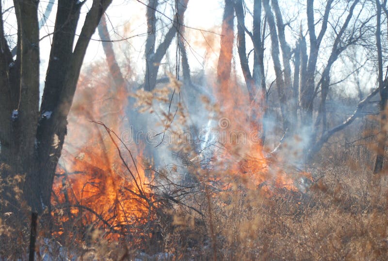 A Controlled Burn In A Winter Woods Stock Image - Image of woods ...