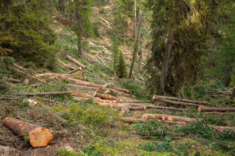 Controlled Deforestation Inside an Italian Forest. Cross Section of a ...