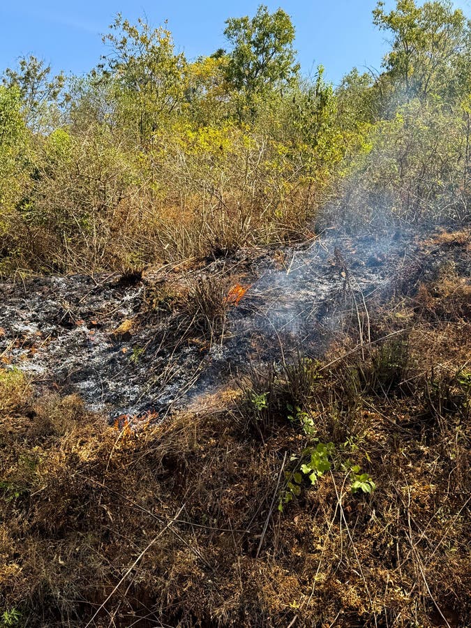 Controlled Fire Set by the Forest Officials Stock Image - Image of ...