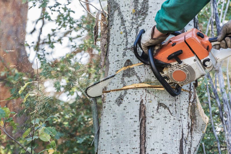 Controlled Logging with Old Poplar Chainsaw Stock Photo - Image of ...