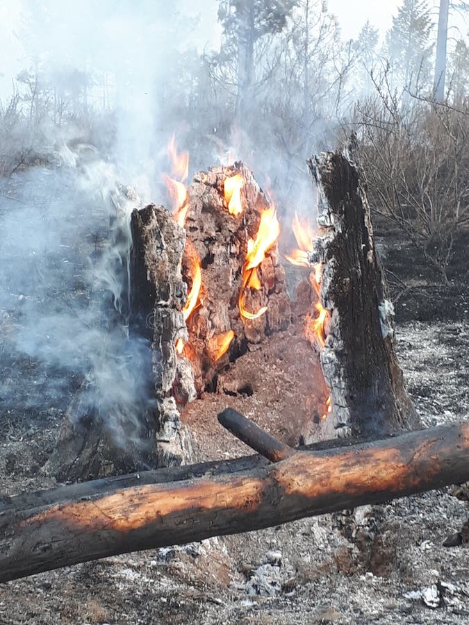 Stump on fire stock photo. Image of fire, rockies, burn - 117731544