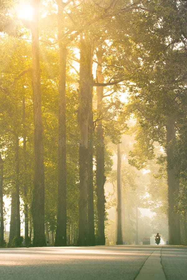 Contry road stock photo. Image of plant, hiking, lane - 80944104