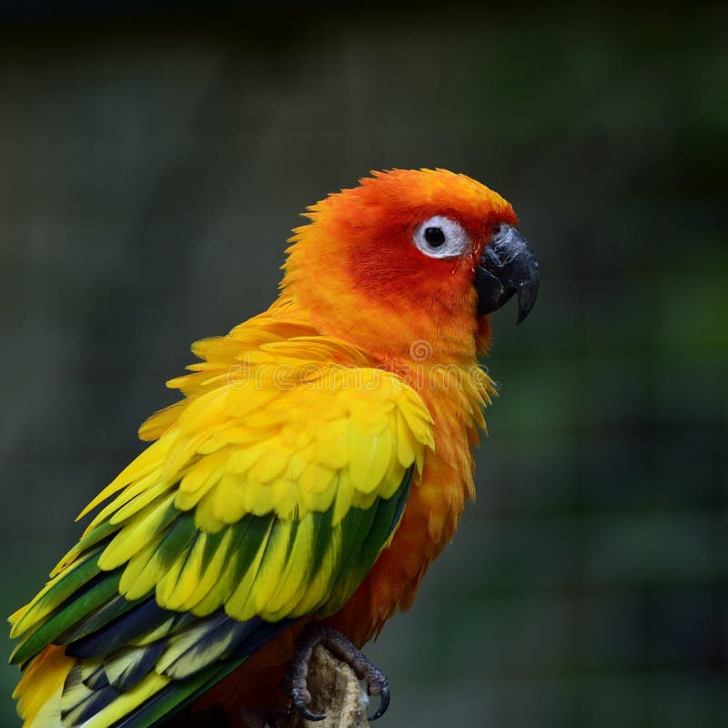 Conure Soleil Ou Perruche Soleil (Aratinga Solstitialis) Le Charmant ...