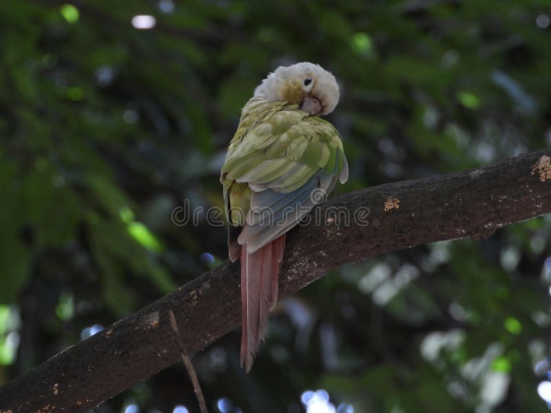 Conure Pair Perching on a Tree Branch Stock Image - Image of animal ...